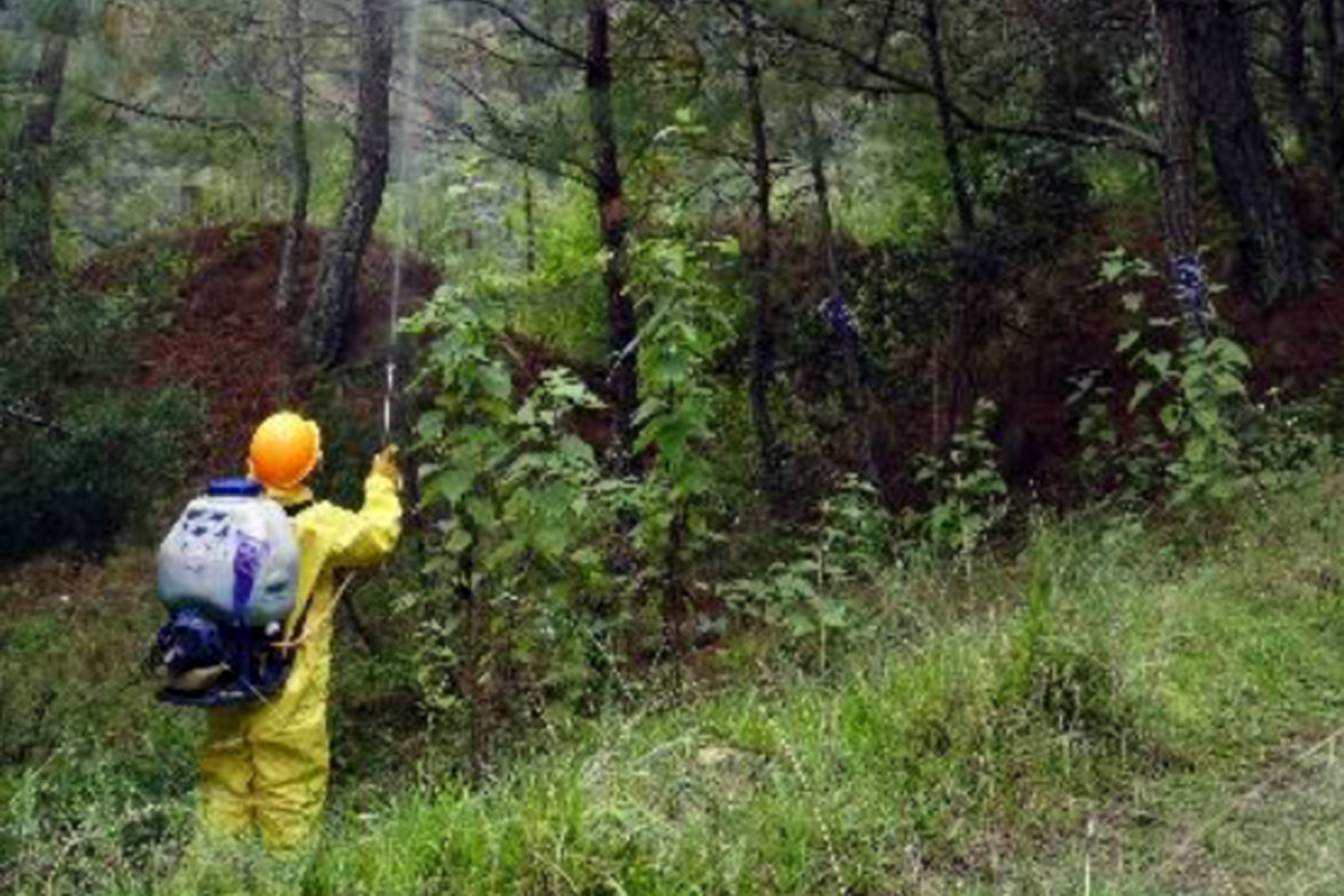 Investigadores BUAP desarrollan método biológico para controlar hongos ...
