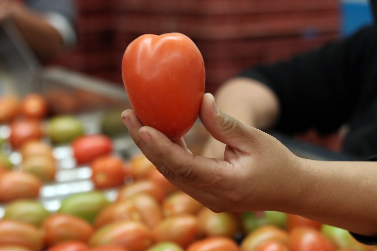 La Secretaría de Desarrollo Rural fomenta exportación de frutas y verduras