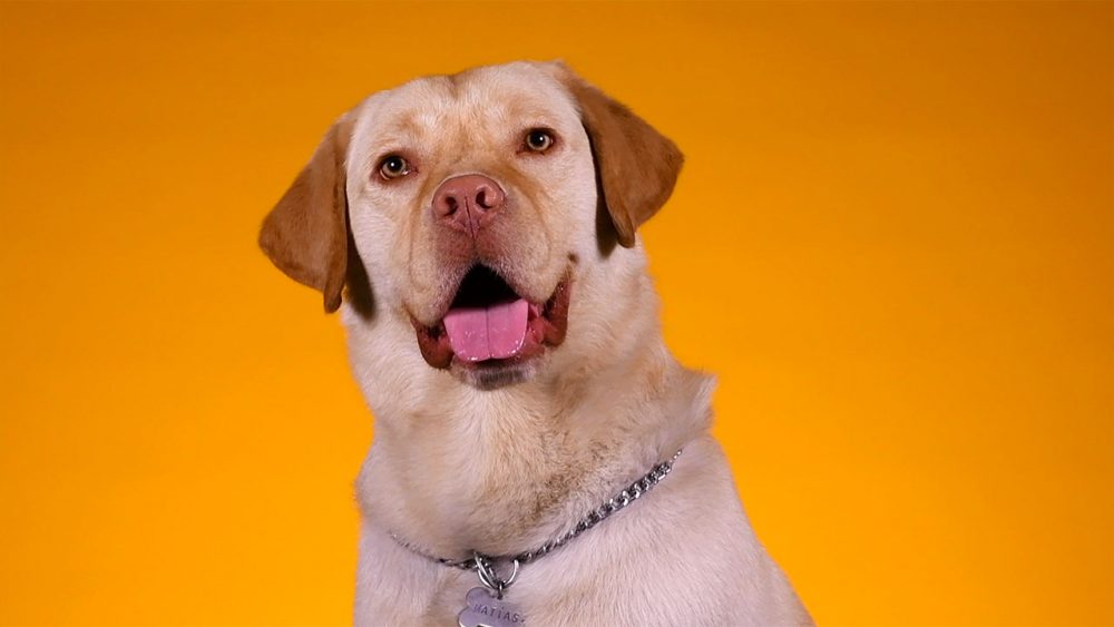 Perritos y michis nos enseñan el verdadero significado del amor y la ...