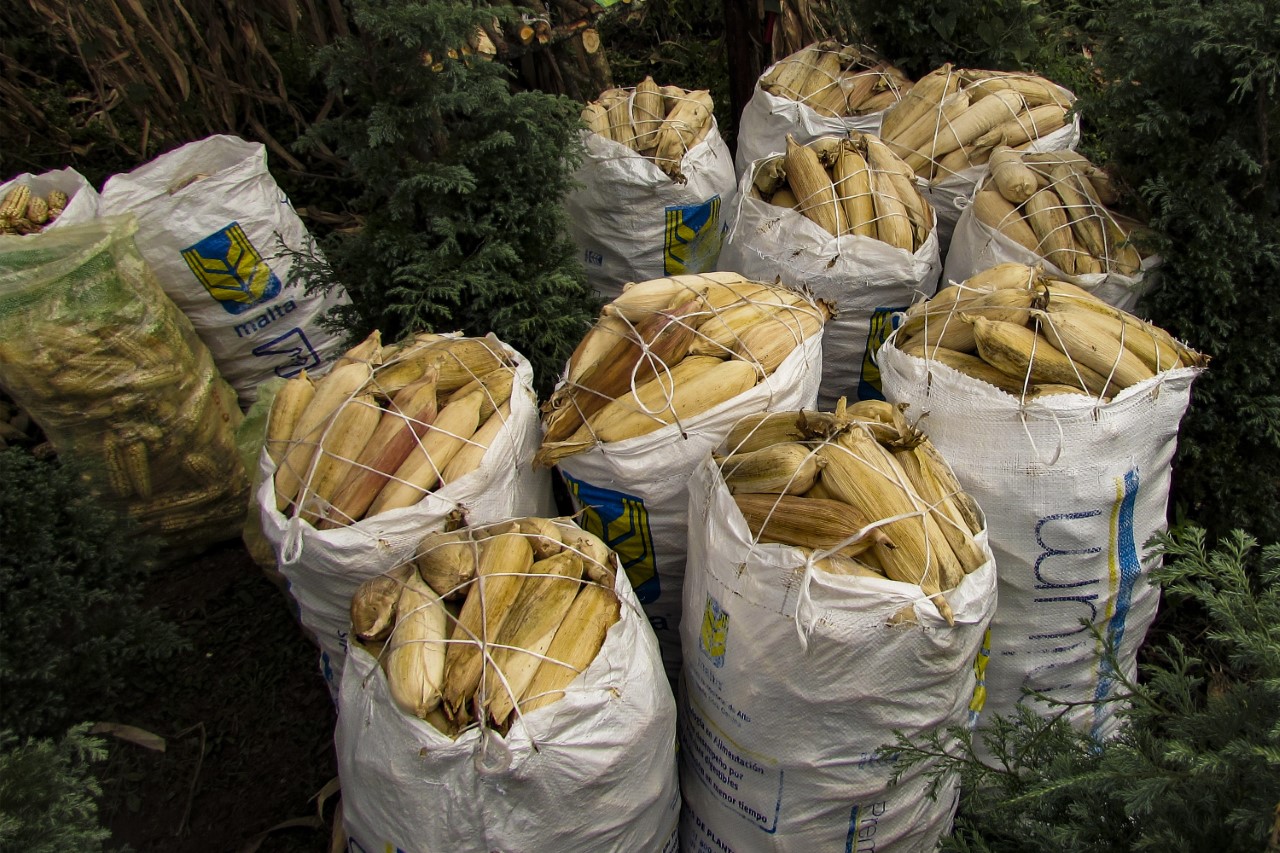 Otorgará Cultura estímulos económicos para productores de milpa en ...