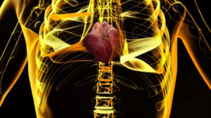 La ciencia explica la inteligencia intuitiva del corazón - Reto Diario